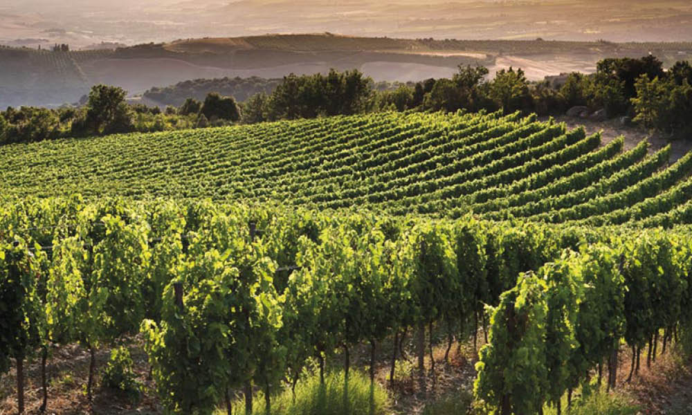 Podere Montale - Italy's Finest Wines