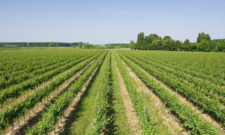 Vini di Reguta - Italy's Finest Wines