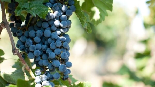 Wine Types: 10 Most Common & Best Food Pairings