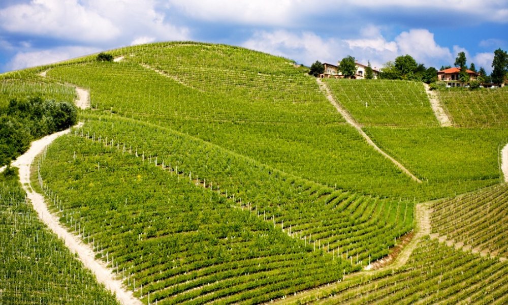 Cavallotto - Visita in Cantina & Degustazione Vini