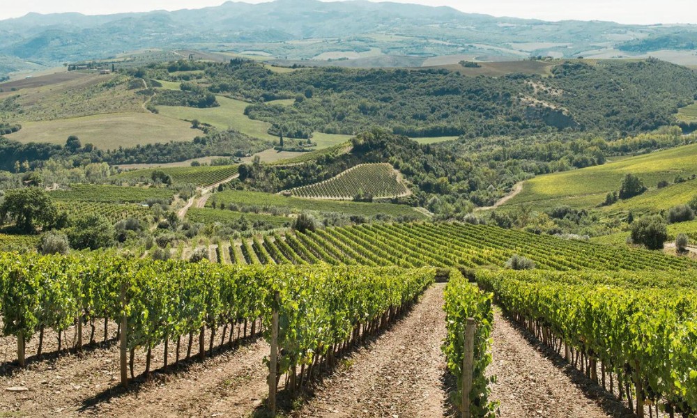 La Gerla - Visita in Cantina & Degustazione Vini