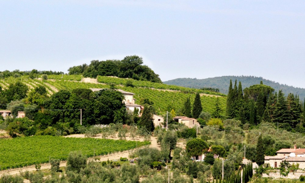 Baricci (Montalcino) - Visita in Cantina & Degustazione Vini