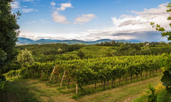 Cantina Produttori di Cormòns - Visita & Degustazione Vini