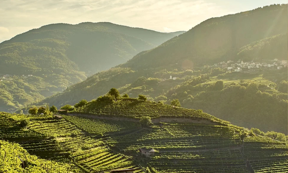 Cembra Cantina di Montagna - Italy's Finest Wines
